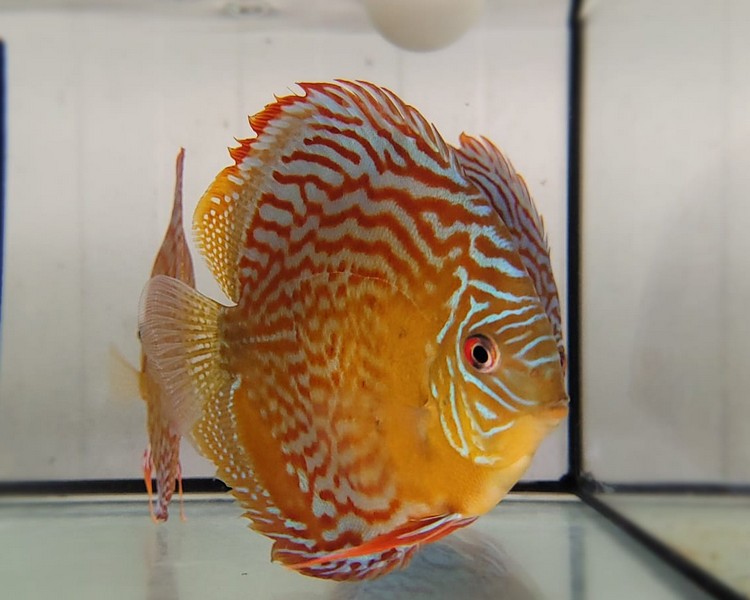 Discus - The Trop Company