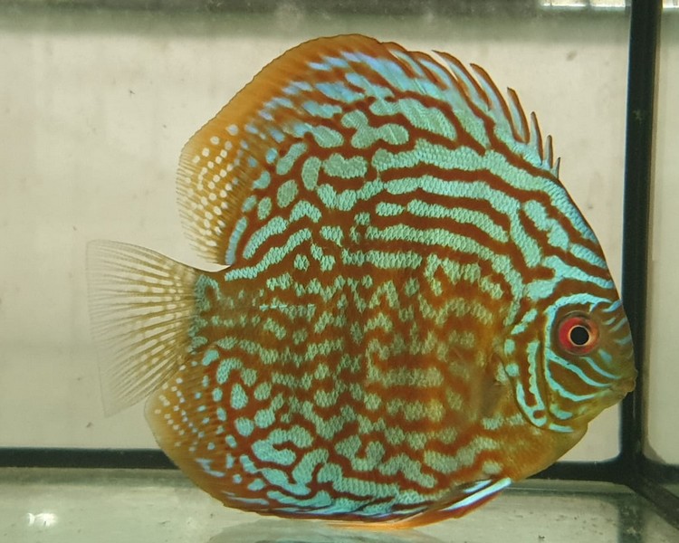 Discus - The Trop Company