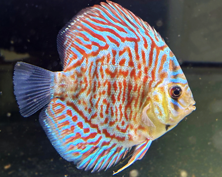 Discus - The Trop Company