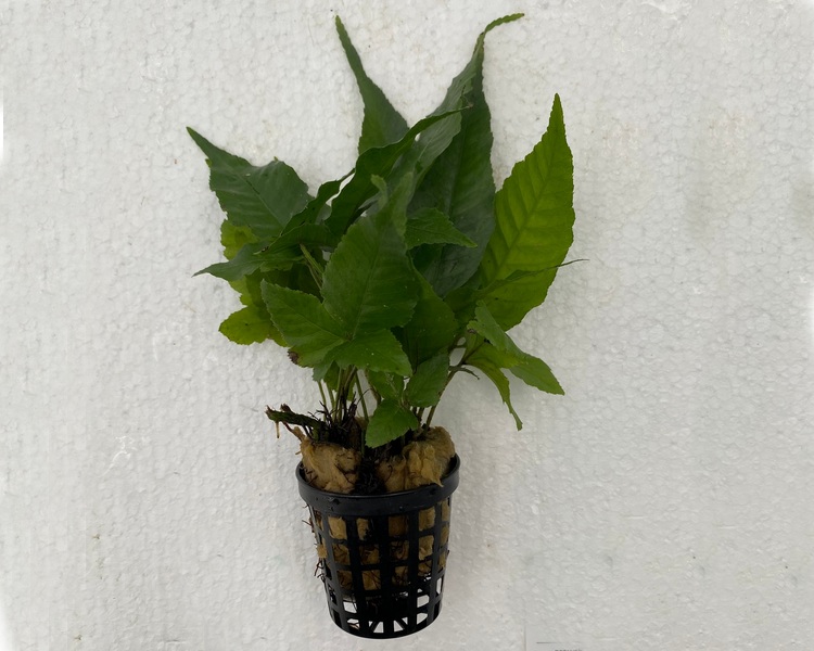 Live Aquarium Plants - The Trop Company