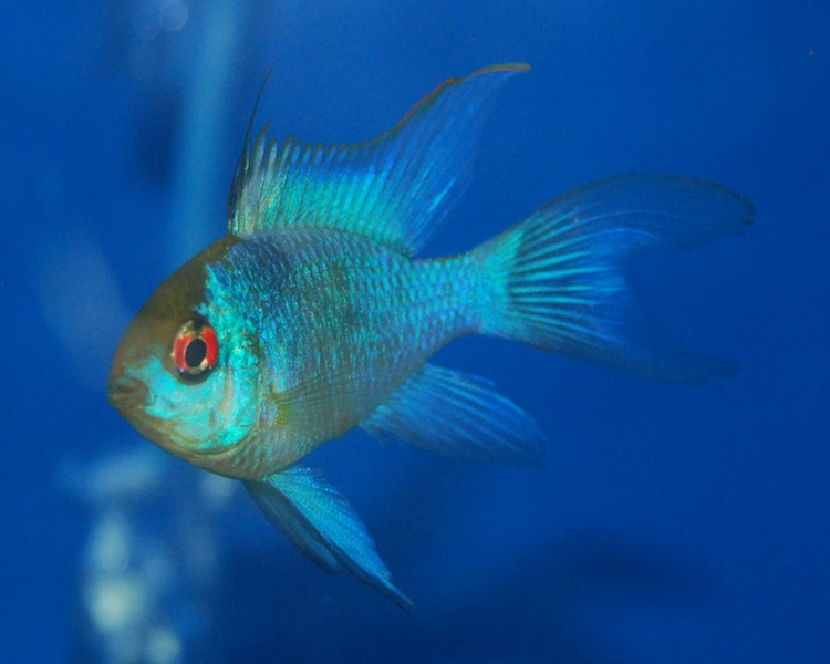 Long Fin Electric Blue Ram - Mikrogeophagus ramirezi The Trop Company