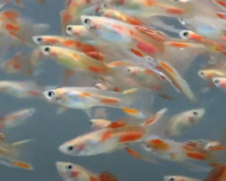 Guppies - The Trop Company