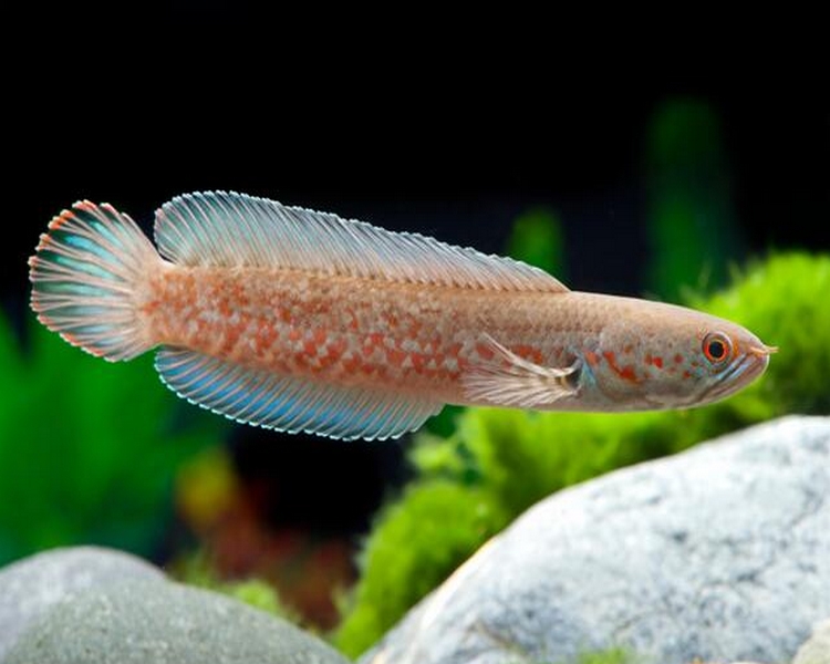 Snakeheads - The Trop Company