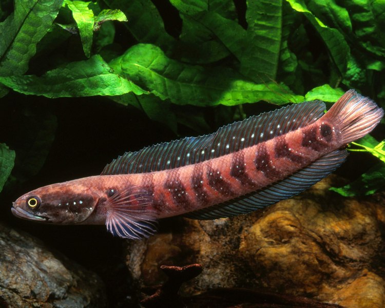 Snakeheads - The Trop Company