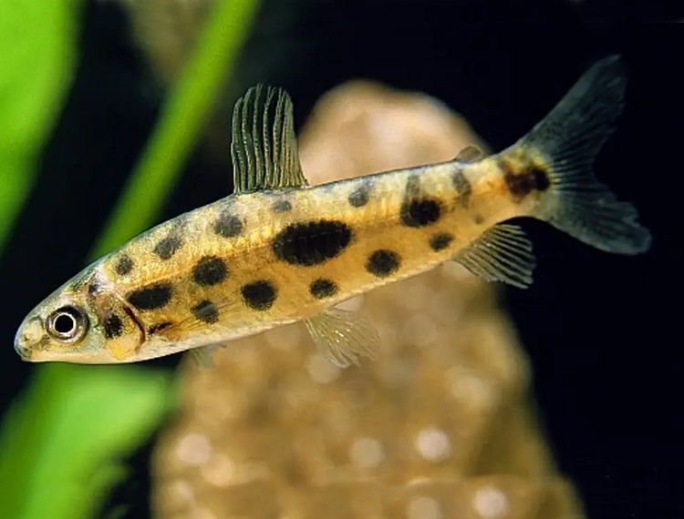 Miscellaneous or Unusual! - The Trop Company