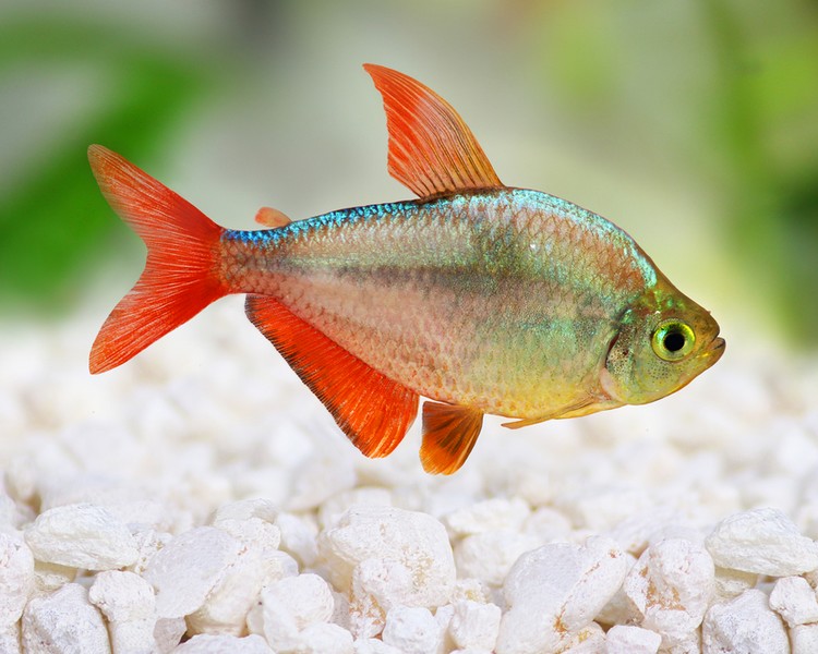 Tetras - The Trop Company