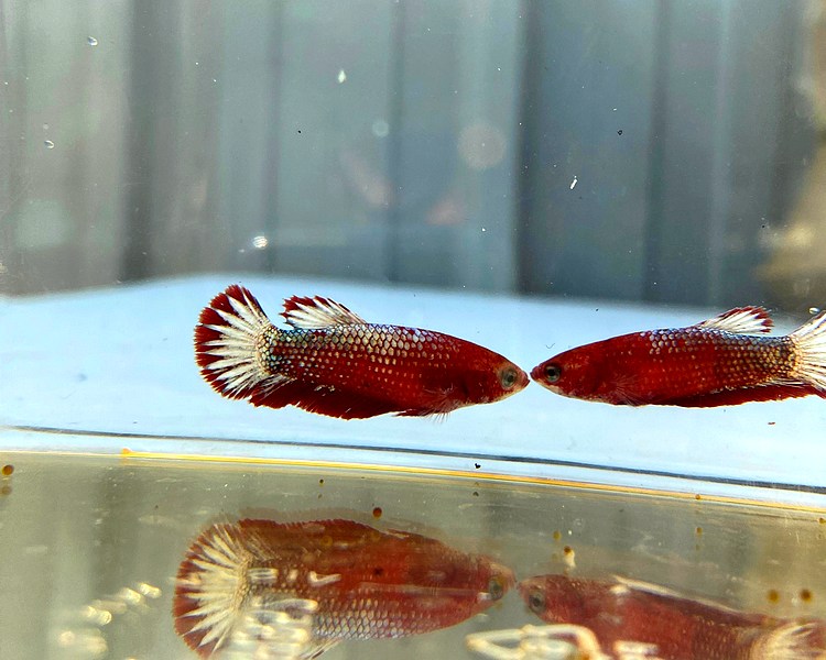 Siamese Fighters & Other Betta - The Trop Company