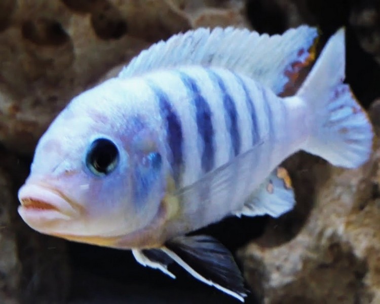 Cynotilapia Afra (White Top) The Trop Company