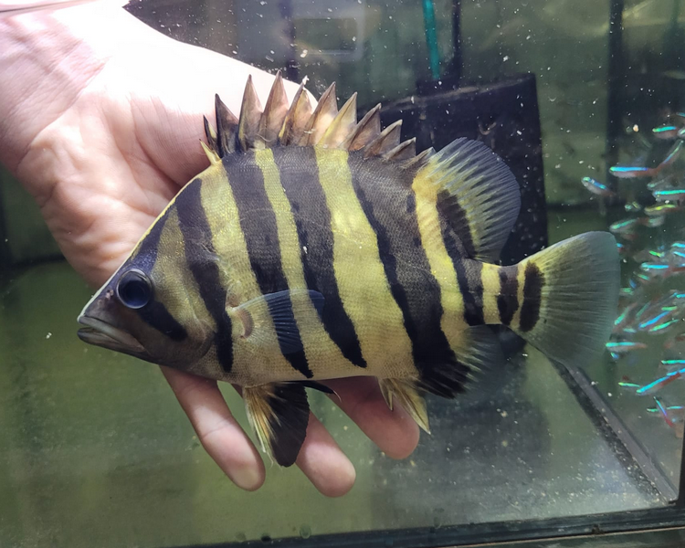 South American & New World Cichlids - The Trop Company