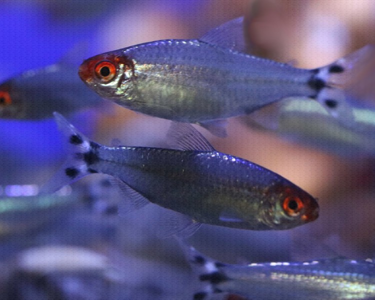 Diamond Rummy Nose Tetra ~ Hemigrammus Rhodostomus The Trop Company