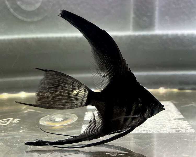 Angelfish - The Trop Company