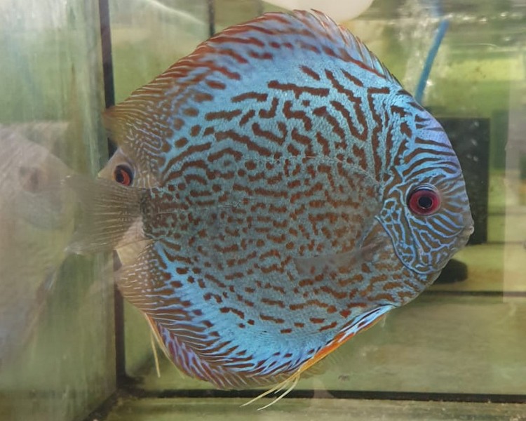 Discus - The Trop Company