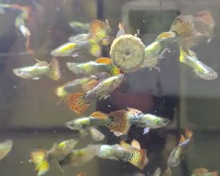 Guppies - The Trop Company