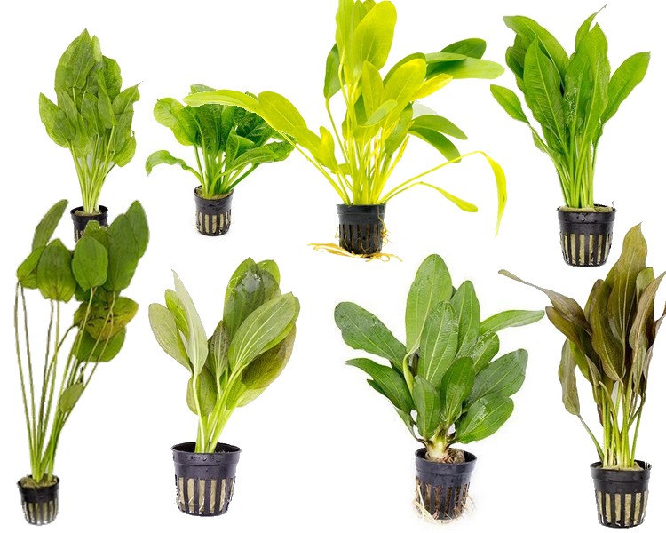 6 x Assorted Potted Echinodorus Aquarium Plants
