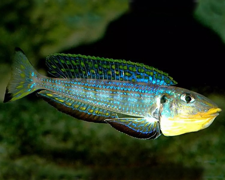 Enantiopus Melonogenys ~ 4-5cm