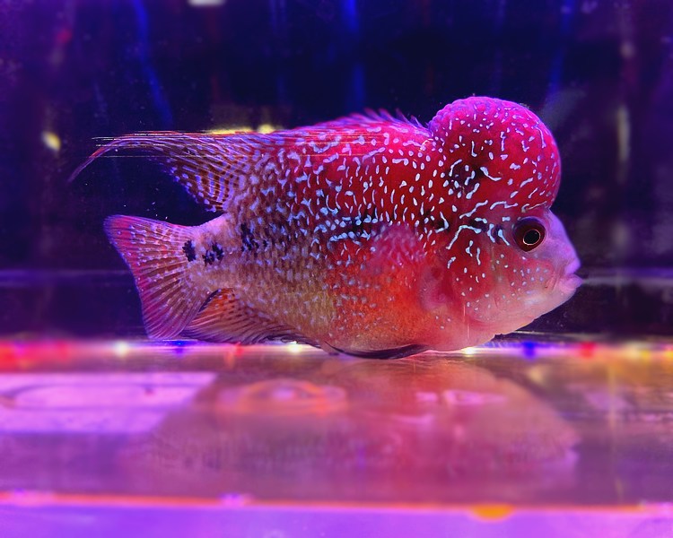 Full Pearl Two Tone King Kamfa F3 - 7-8cm