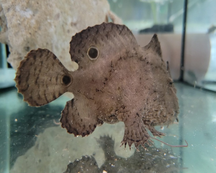 Catfish - The Trop Company