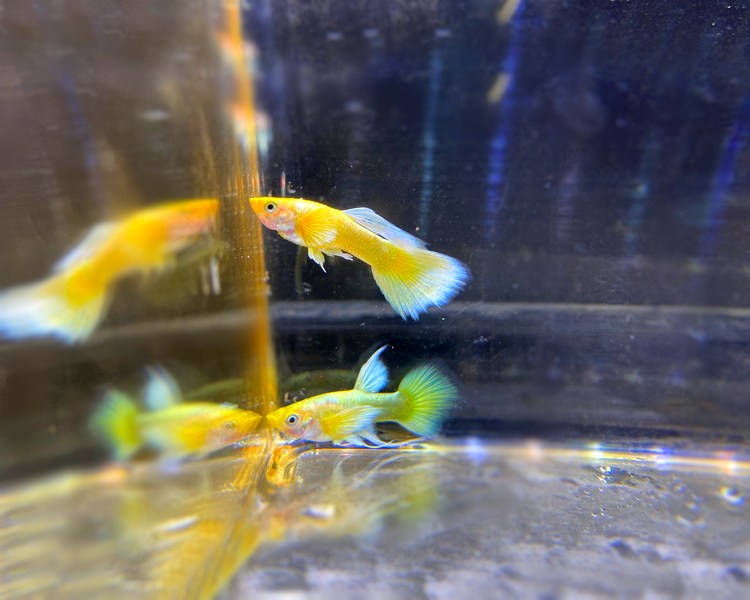Guppy Pairs - The Trop Company