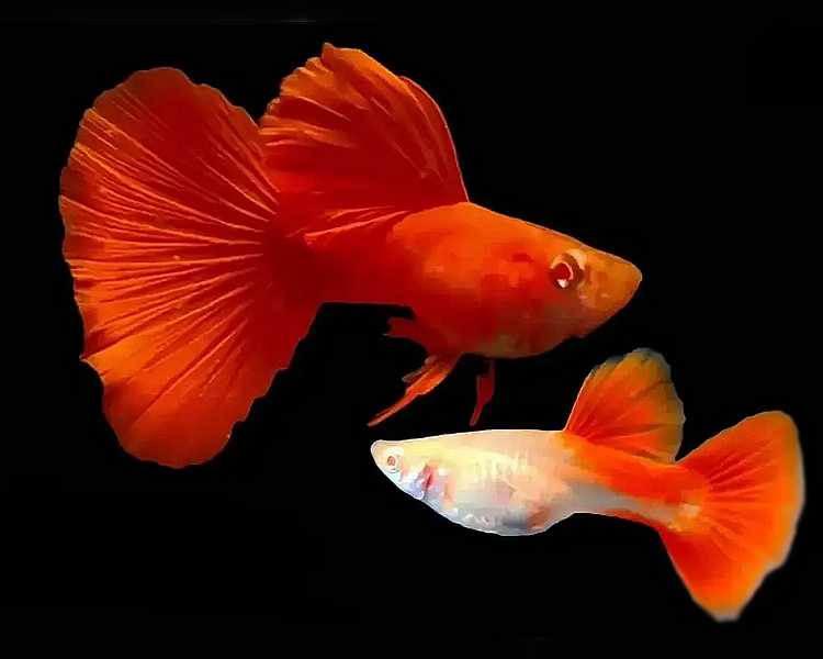 Full Red Albino Guppies Pairs ~ 3cm