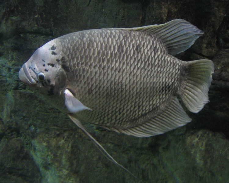 Gourami and Paradise - The Trop Company