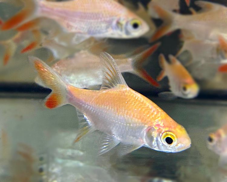 Barbs - The Trop Company