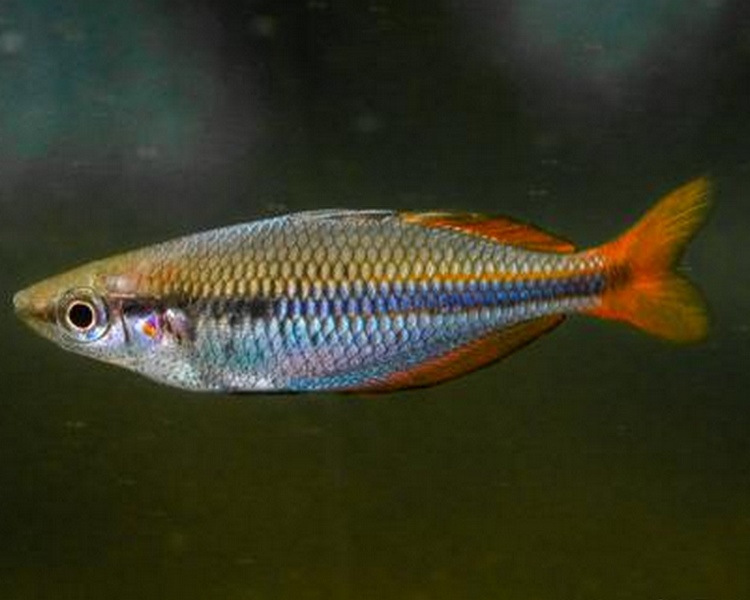 Rainbow Fish - The Trop Company