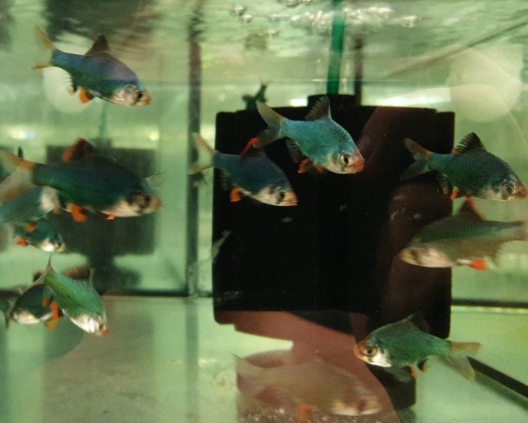 Barbs - The Trop Company