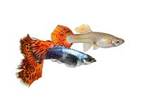 Guppies - The Trop Company