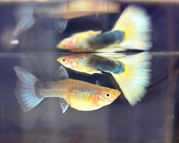 Guppy Pairs - The Trop Company