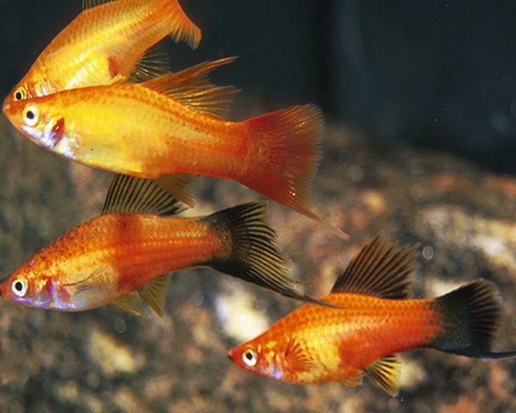 Assorted Swordtails - Xiphophorus Helleri The Trop Company