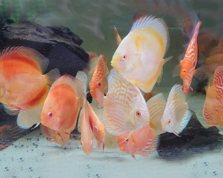 Discus - The Trop Company