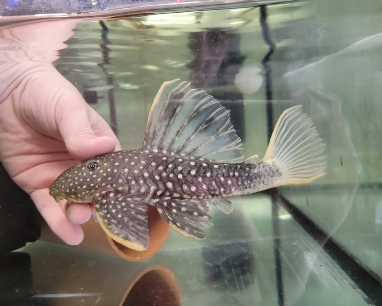 Hypostomus Luteus Phase 2 - Golden Sailfin Pleco - 18-20cm - 1B5