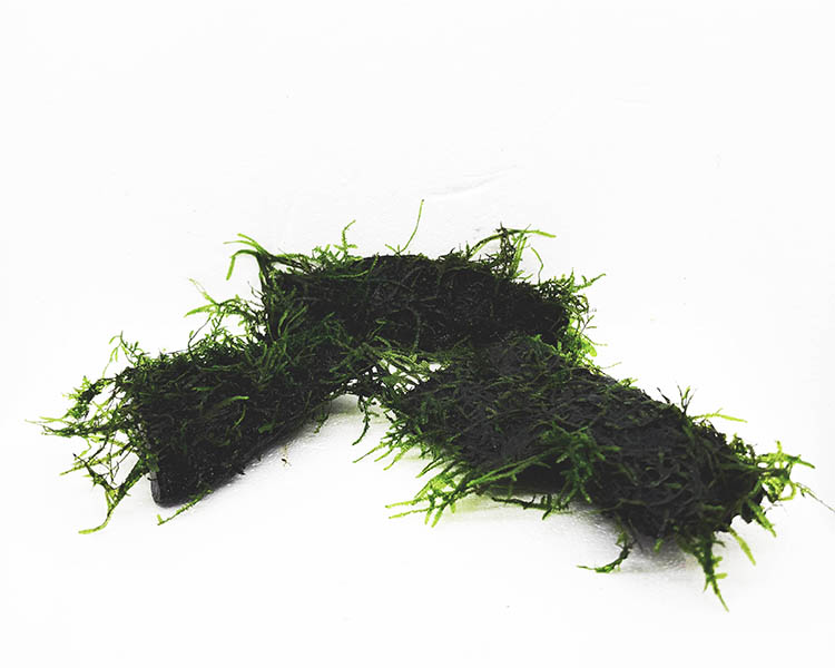 Live Aquarium Plants - The Trop Company