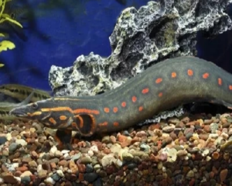 Fire Eel - Jumbo ~ 30cm