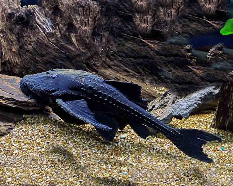 L155 Lyretail Acanthicus Hystrix ~ 22cm - 25cm