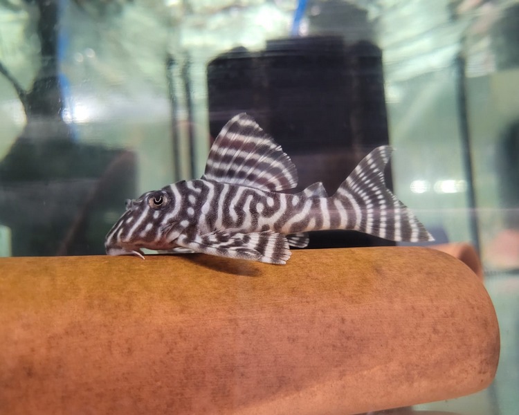King Tiger Plec- Hypancistrus Sp. L333 7cm-8cm **SPECIAL OFFER**
