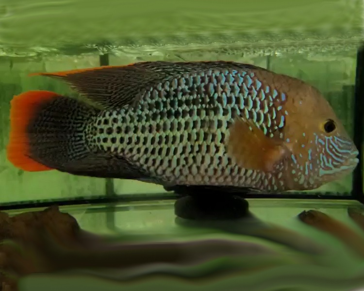 What is new!! - The Trop Company