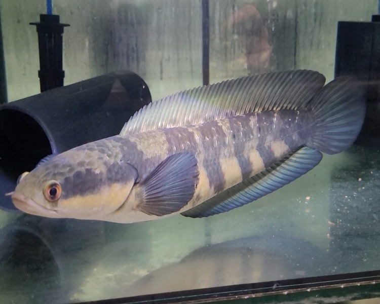 Emperor Snakehead - Channa Marulioides ~ 30-40 cm