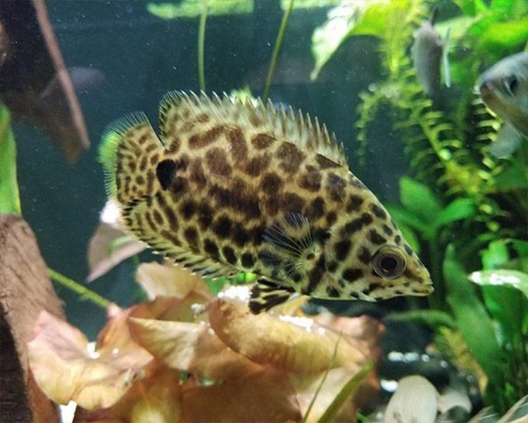Leopard Climbing Bush Fish ~ 4cm