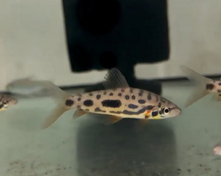 Leporinus granti ~ 4-5cm