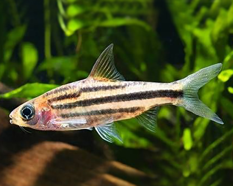 Barbs - The Trop Company