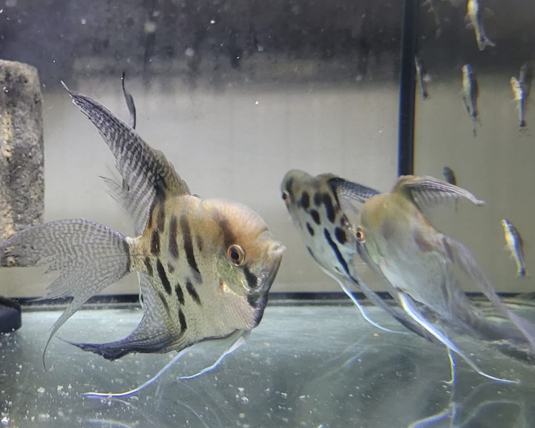 Angelfish - The Trop Company