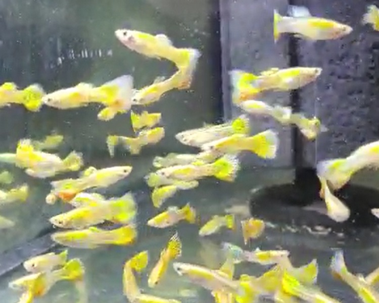 Luminous Cobra Guppy- Male ~ 3cm