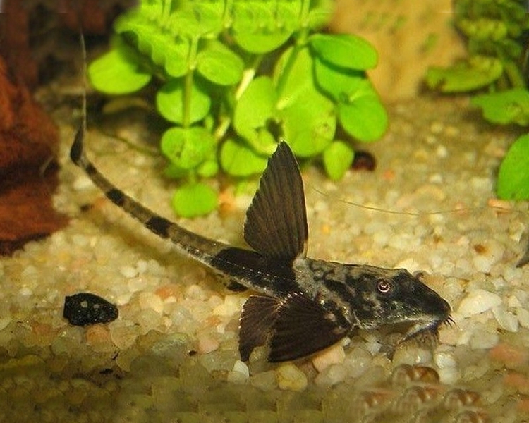 Chameleon Whiptail Catfish - Pseudohemiodon Apithanos ~ 15cm - 20cm The ...