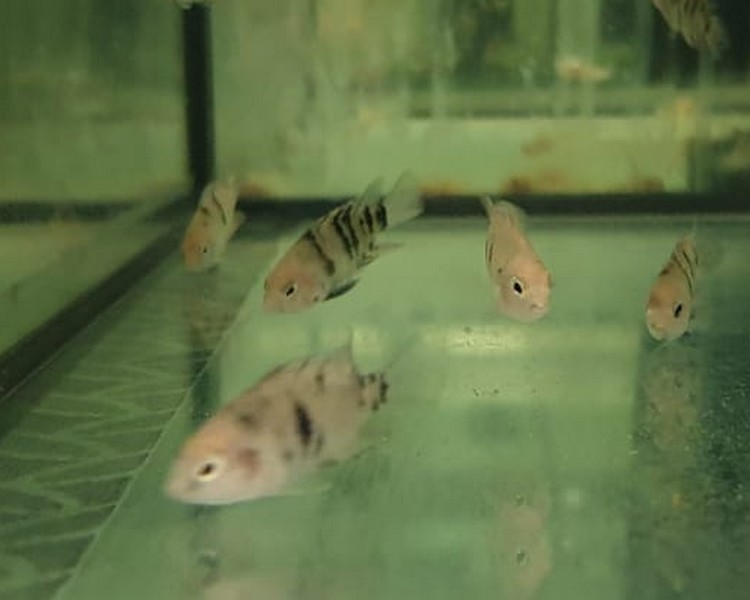 South American & New World Cichlids - The Trop Company