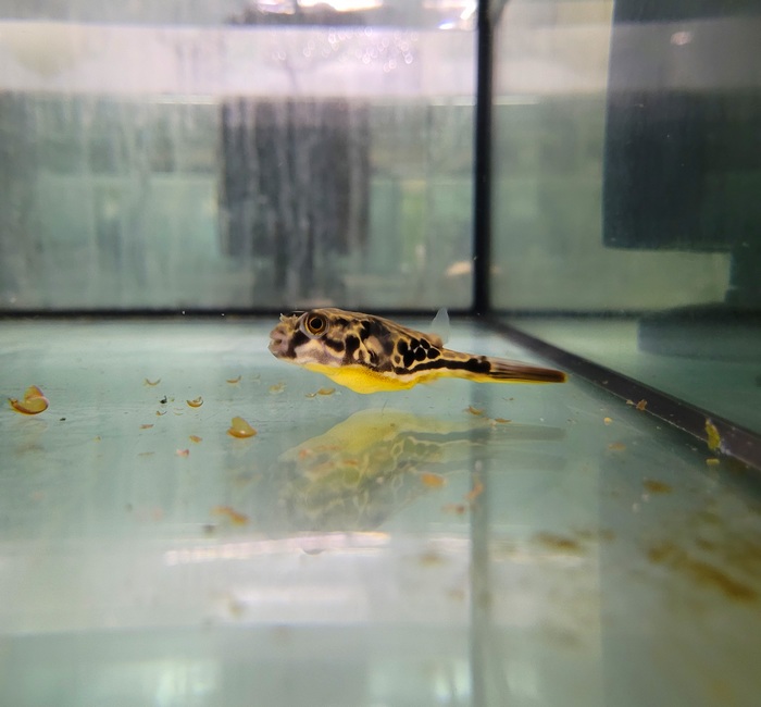 Mbu Puffer - Tetraodon mbu ~ 7cm