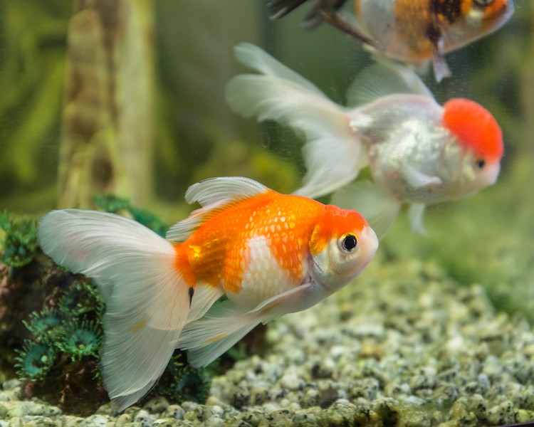 Assorted Oranda ~ 7cm - 8cm