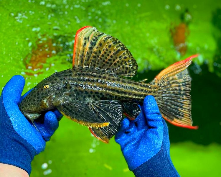 L025 Cactus Pleco The Trop Company