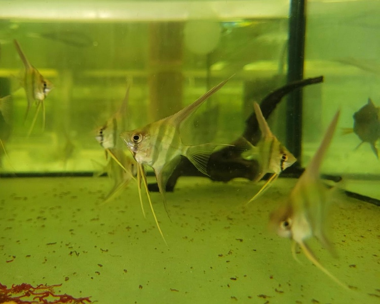 Angelfish - The Trop Company