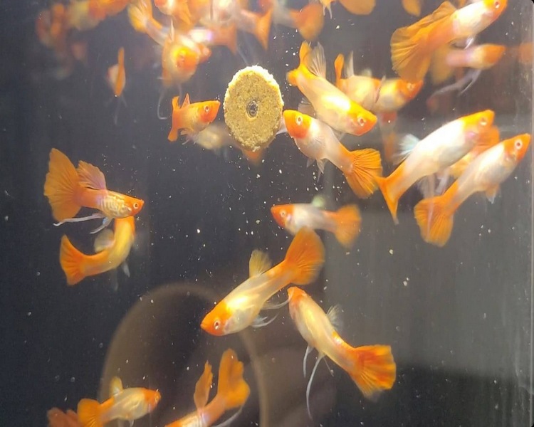 Red Cap Guppy Poecilia Reticulata The Trop Company